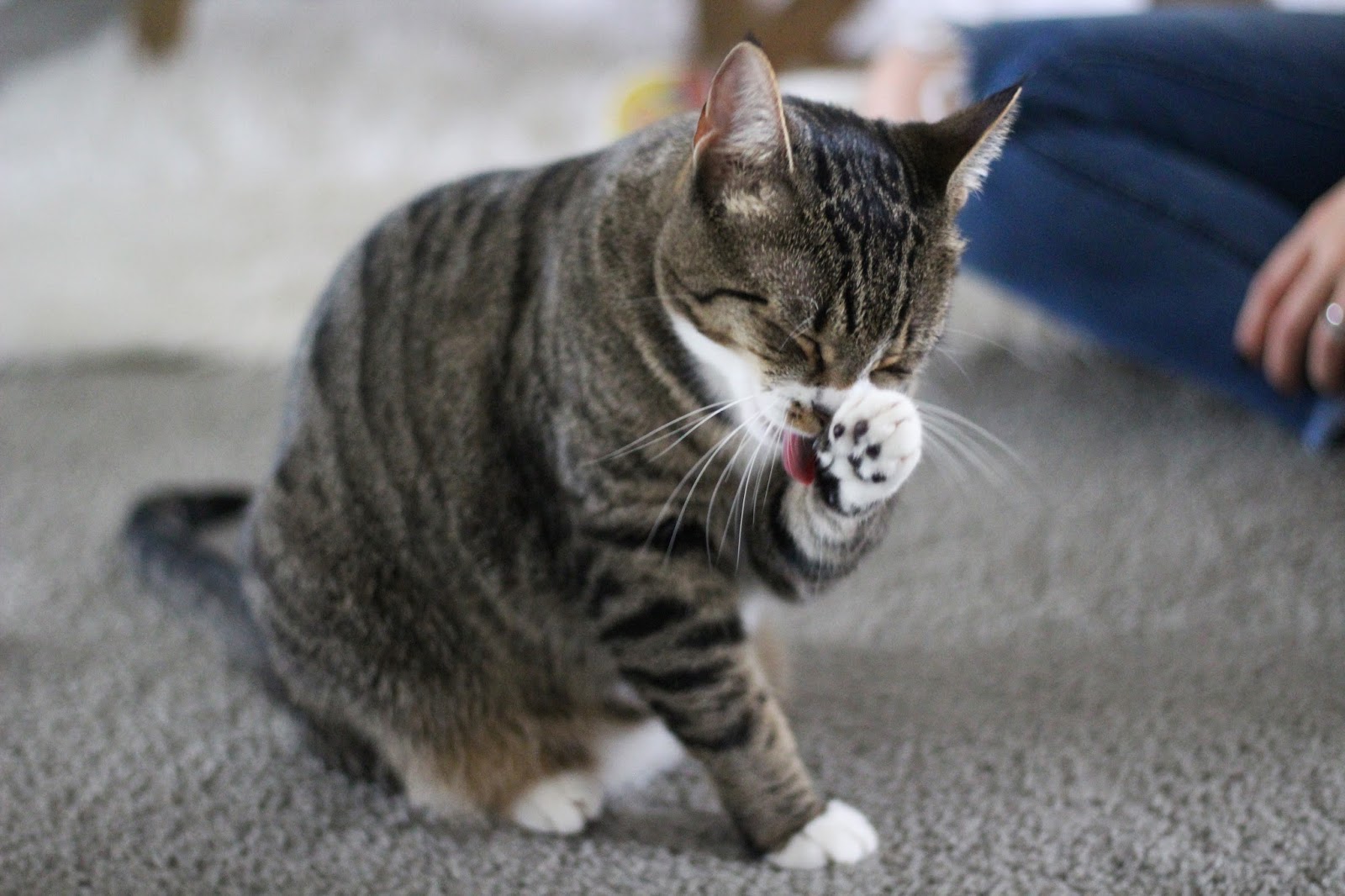 THREE WAYS TO SPOIL YOUR KITTY | A Classy Fashionista