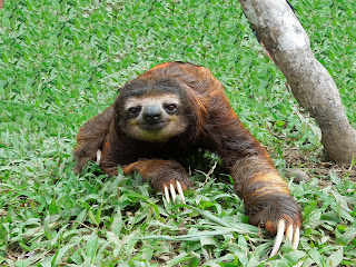 Sloth Save: Sloth Rescue - Do's and Don'ts