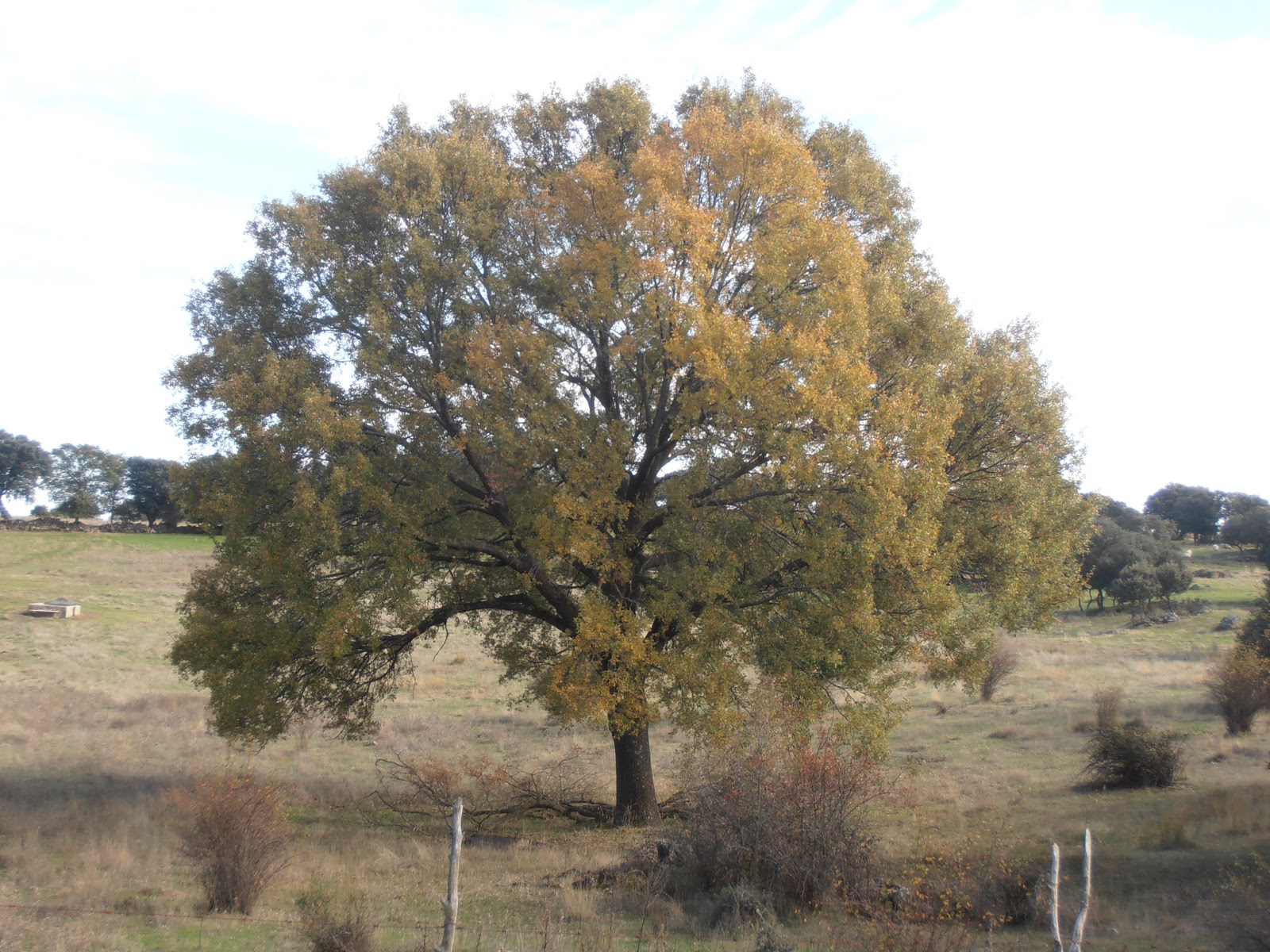 Entre plantas y bichos: Quercus faginea (quejigo)