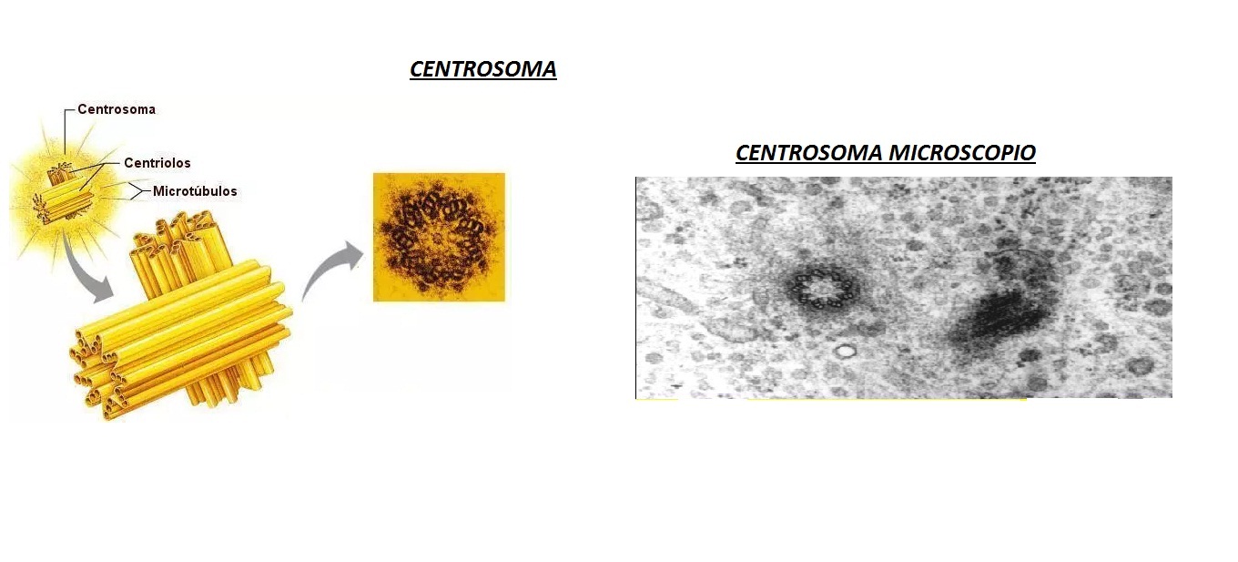 Organelas: CENTROSOMA