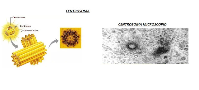 Organelas: CENTROSOMA