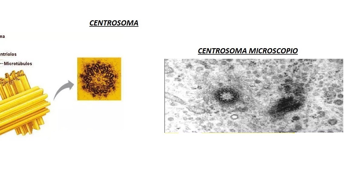 Organelas: CENTROSOMA