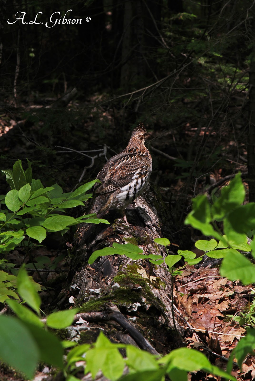 The Buckeye Botanist: The Bruce Peninsula Part IV: Roadside Plants ...