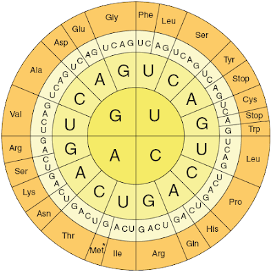 Mikelen txokoa: DBH 4: Biologia. Kode genetikoa