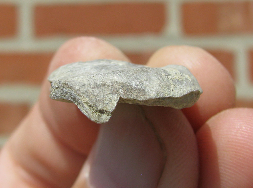 Views of the Mahantango: Leptaena depressa brachiopod from Wenlock Fm