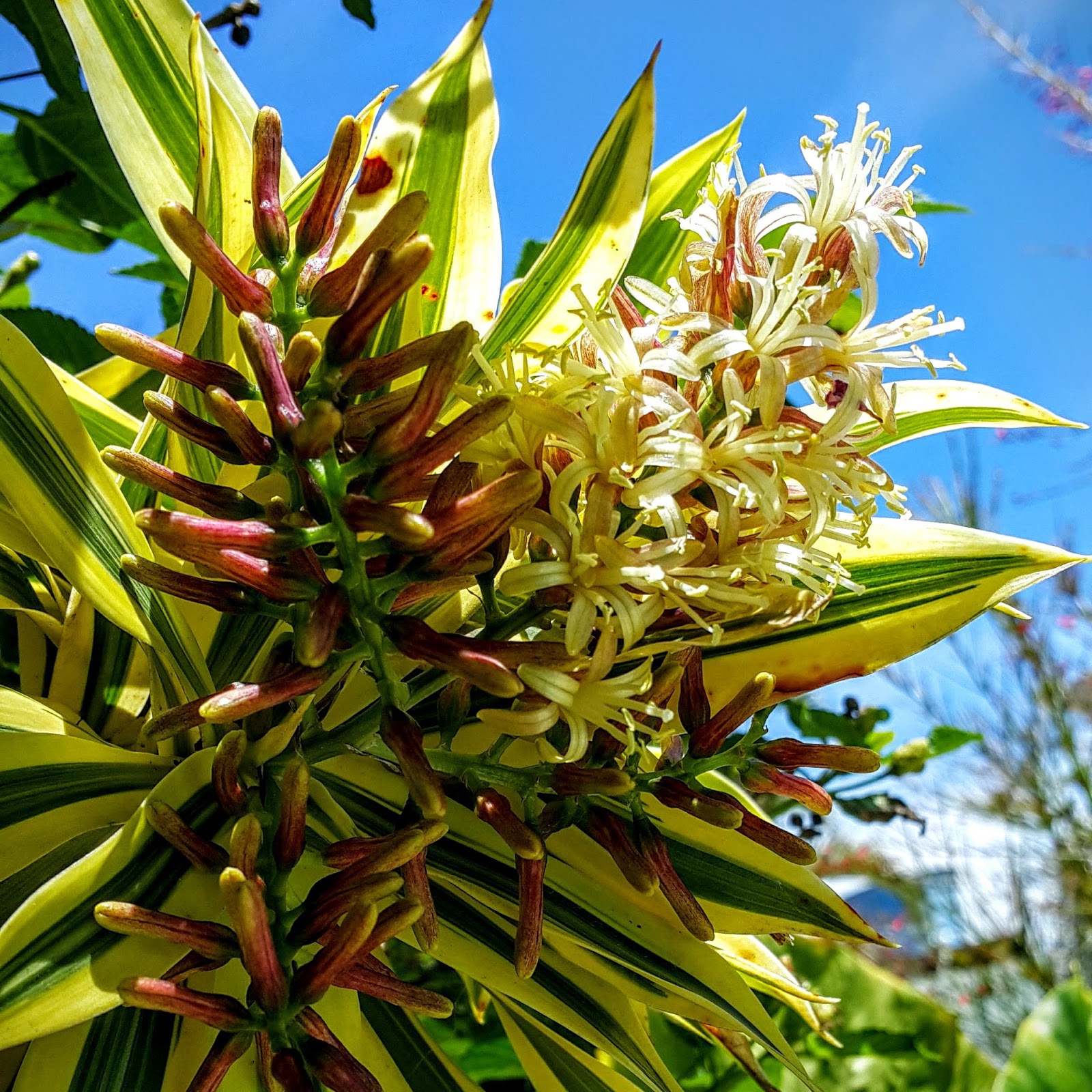 "Verdade//aspas" : 👪 Asparagaceae (Dracaena reflexa)