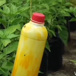 Cara Jitu: Membuat PERANGKAP KUNING Untuk Lalat Buah Dan Kutu - Tips ...