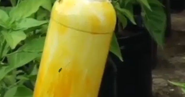 Cara Jitu: Membuat PERANGKAP KUNING Untuk Lalat Buah Dan Kutu - Tips ...