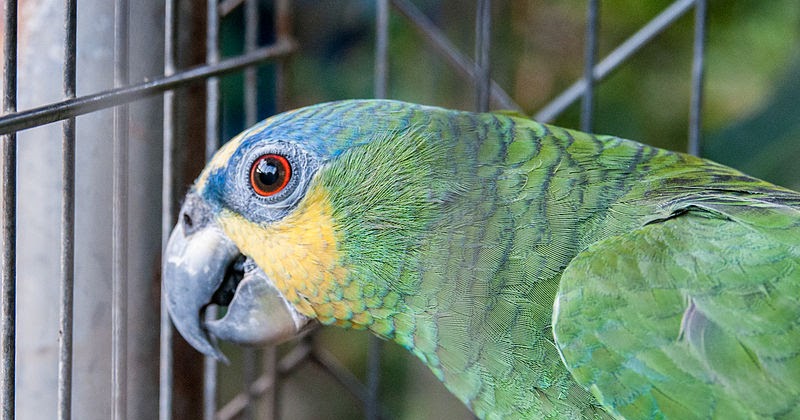 Las 10 Cosas que debes saber sobre la Cotorra Margariteña | El Navegao