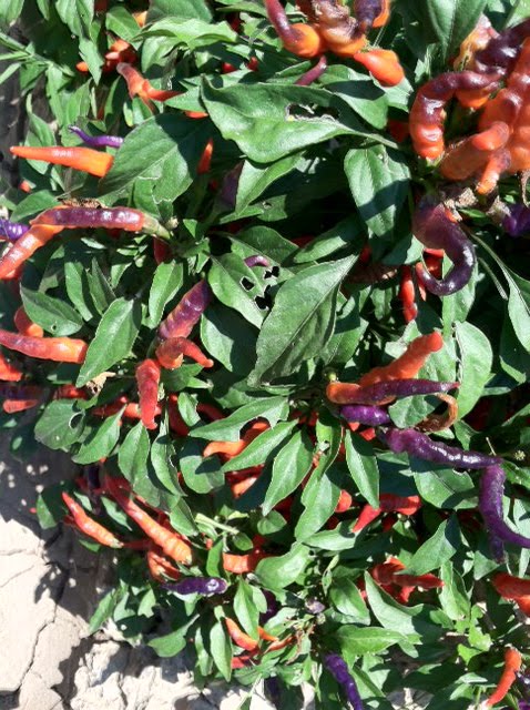 Capitol Report New Mexico: Chilies in Las Cruces, Large and Small