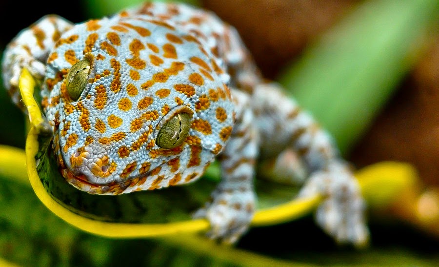 EKOGEO: REPTILIA INDONESIA, LANGKA DAN TERANCAM PUNAH