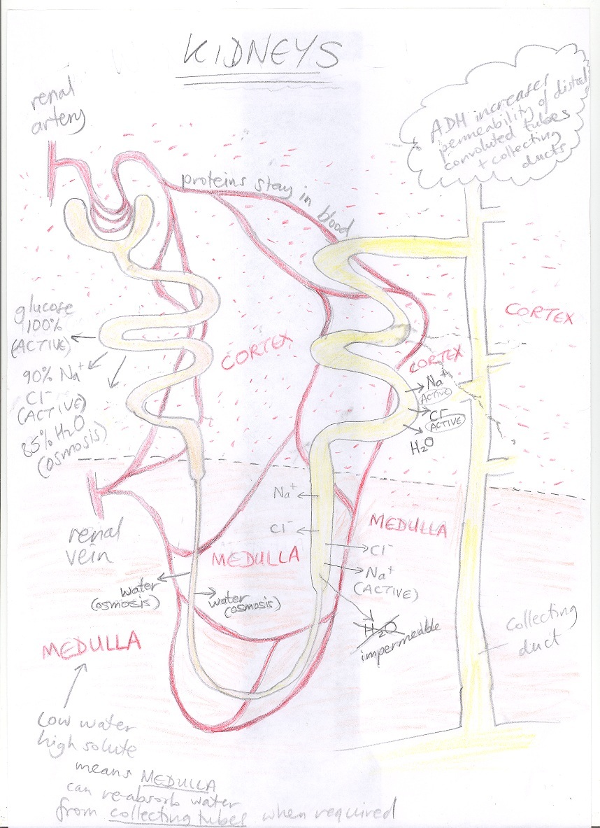 Jen Wilson - Milngavie Tutors - Biology and Chemistry Tuition: Higher ...