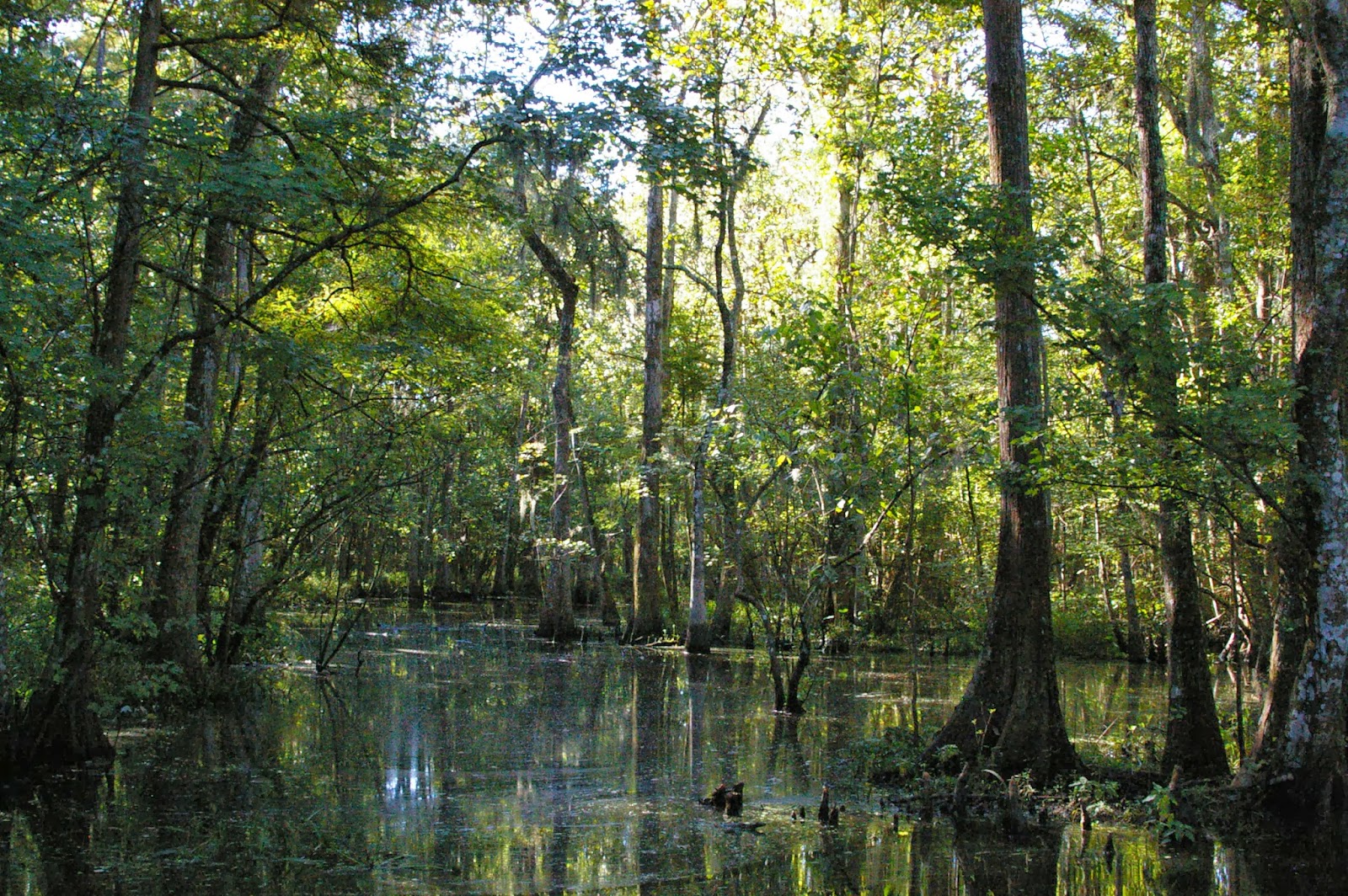 Minnesota Mariners: Swamps and socialites