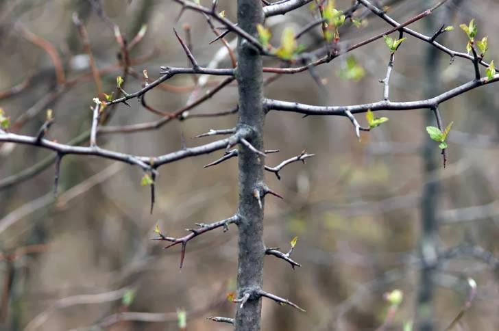 Field Biology in Southeastern Ohio: A Thorny Situation