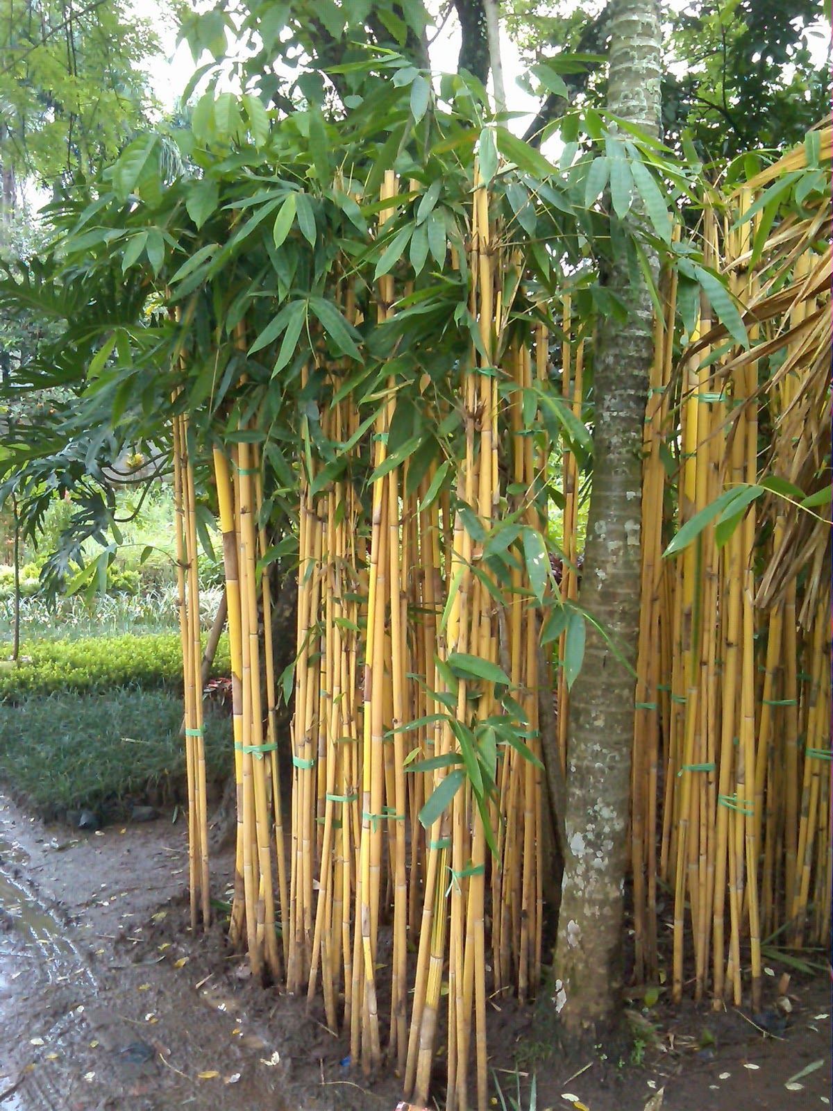 BAMBU KUNING | BAMBU PANDA - kebon kembang bogor
