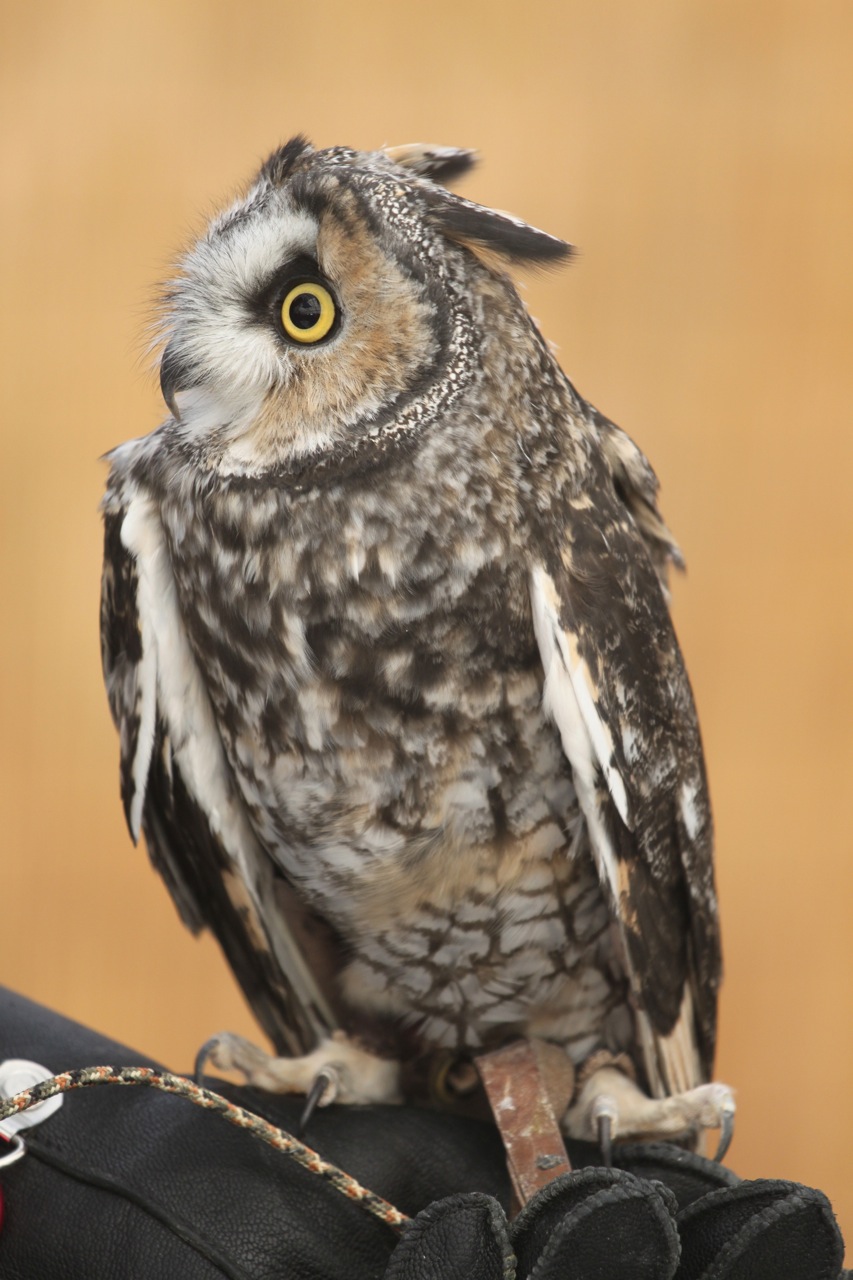 Kalamazoo Seasons: Long-eared Owl