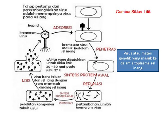 Gambar Siklus Litik Virus