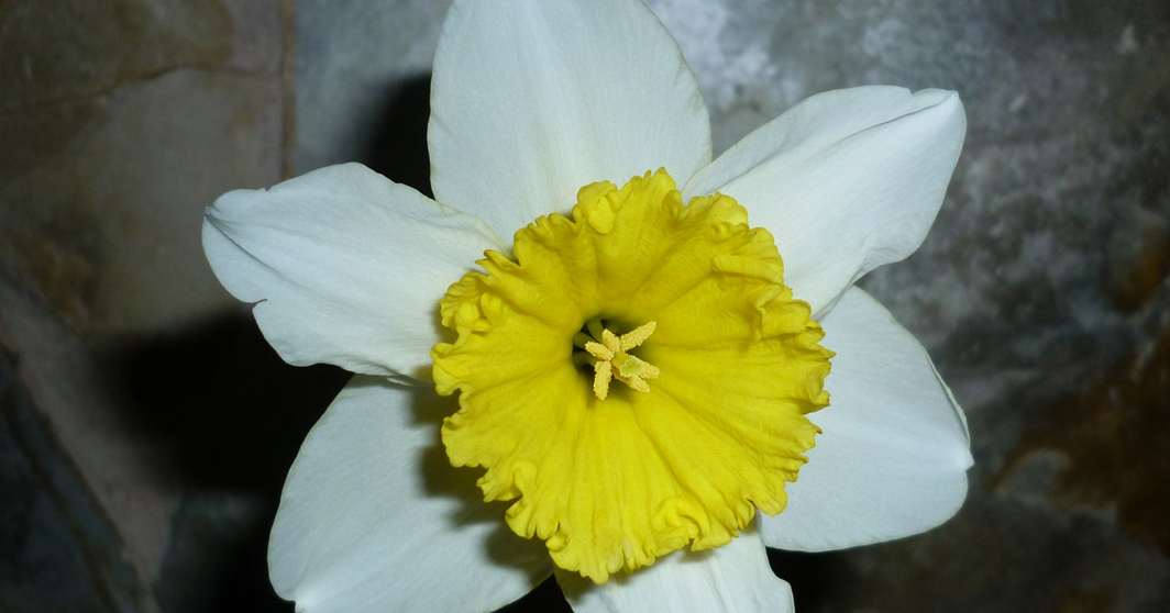 Flores y plantas silvestres: " Narcissus yellow cheerfulness ". Narciso ...