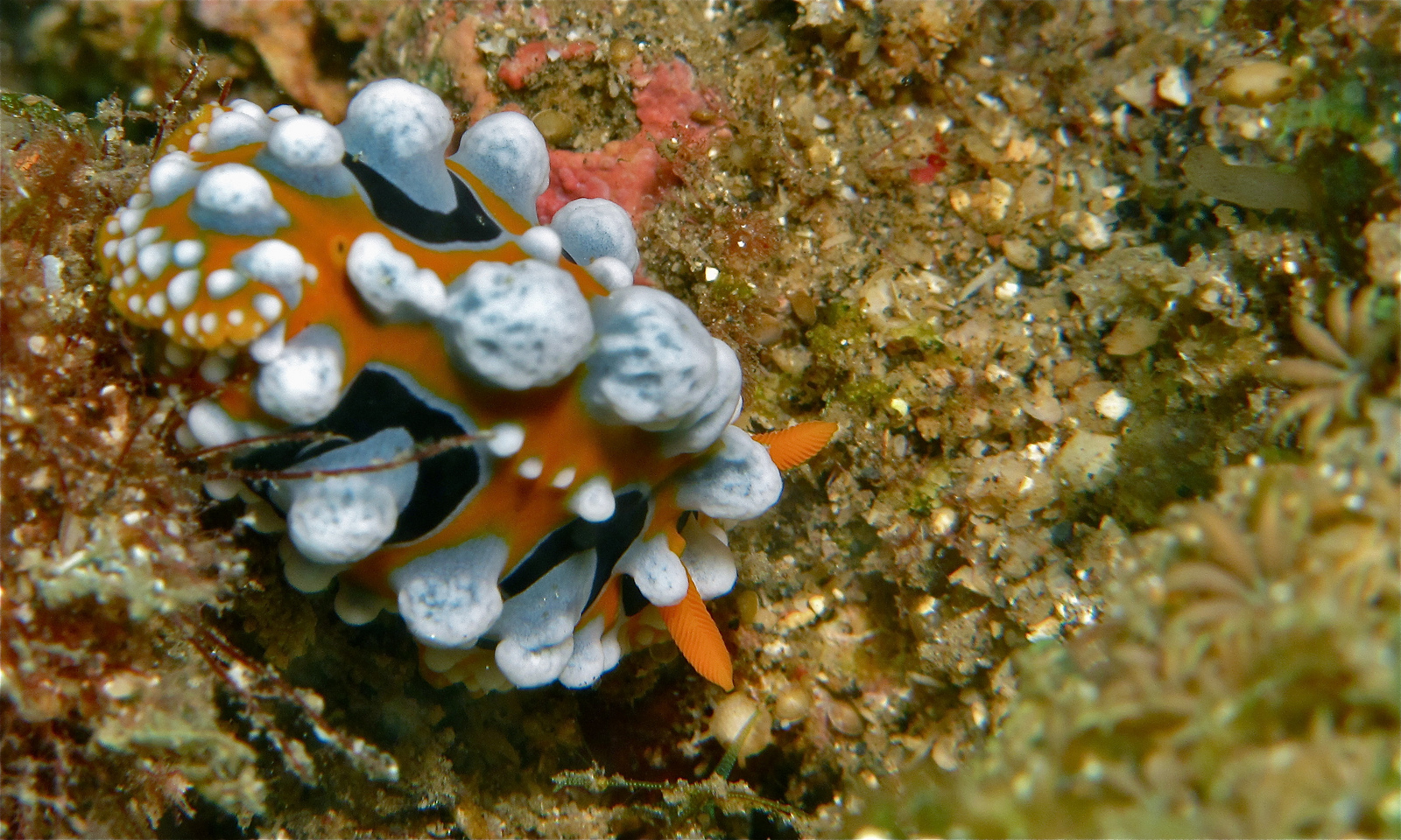 Real Monstrosities: Ocellate Phyllidia