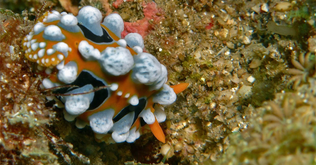 Real Monstrosities: Ocellate Phyllidia