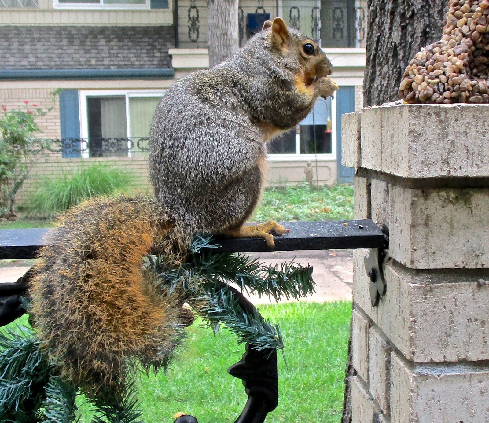 jkwgalleries: Squirrels, Barn, Clouds, Fountain and Helicopter