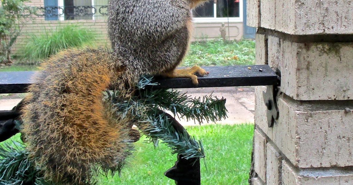jkwgalleries: Squirrels, Barn, Clouds, Fountain and Helicopter