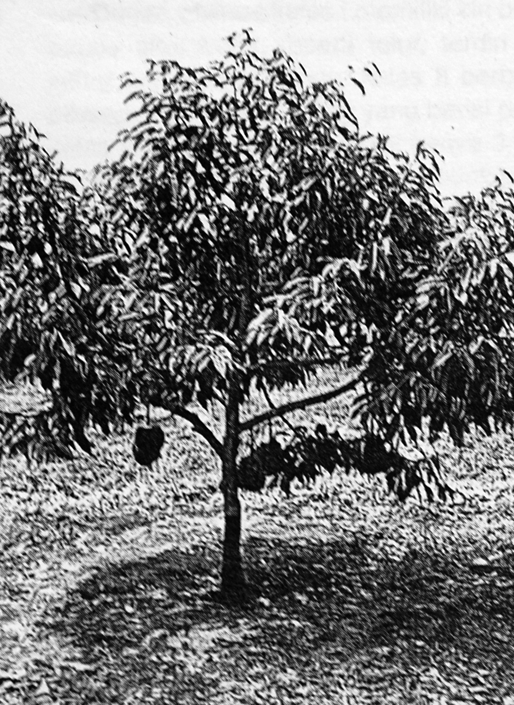 Durian Info: Pruning and Training The Durian