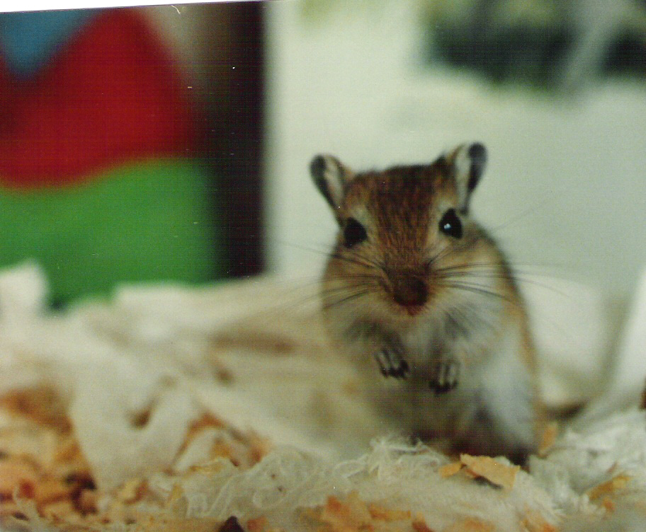 Red Hits the Rails: Pickle Joins the Hamster Guerrillas