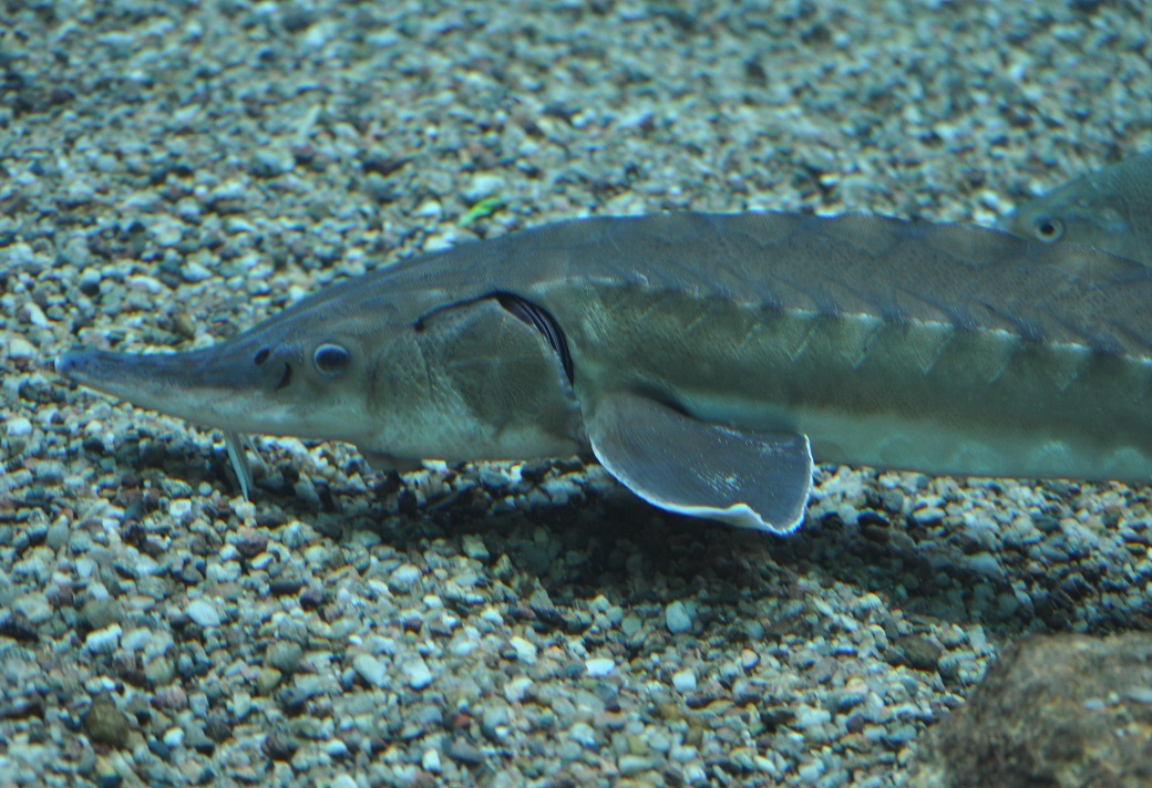 ZOOTOGRAFIANDO (6.100 ANIMALS): ESTURIÓN ATLÁNTICO (Acipenser oxyrinchus)
