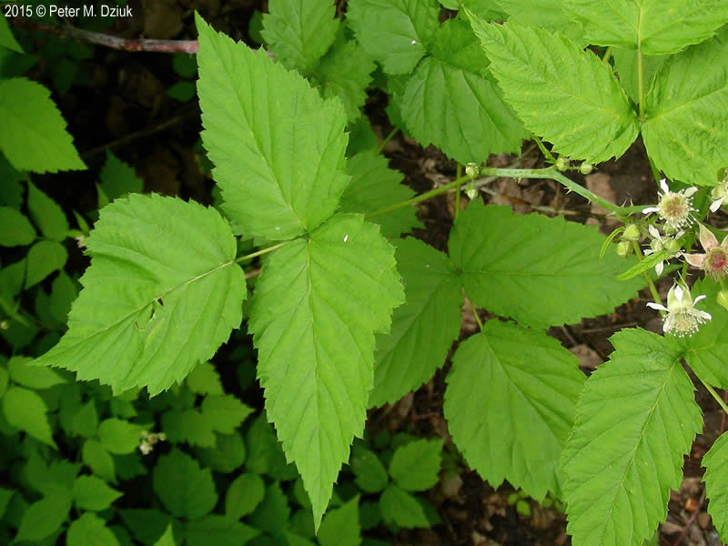 Wild Raspberry Leaves