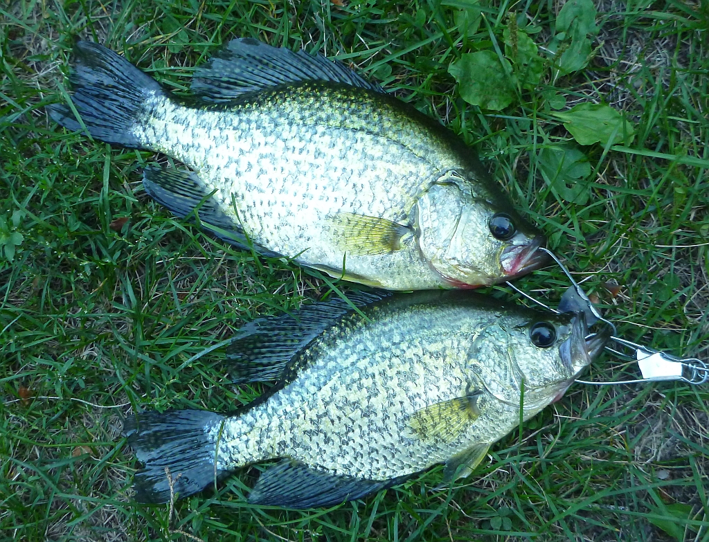 Manitoba Fish Species on the Fly: A Couple of Crappies