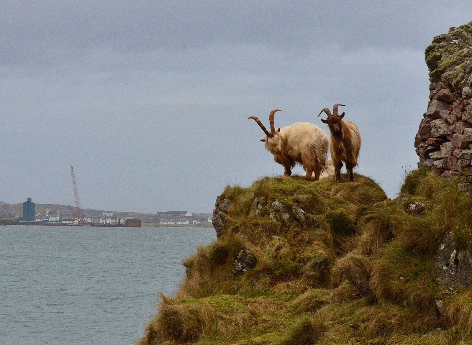 Islay Natural History Trust: Feral Goats - Niall Colthart