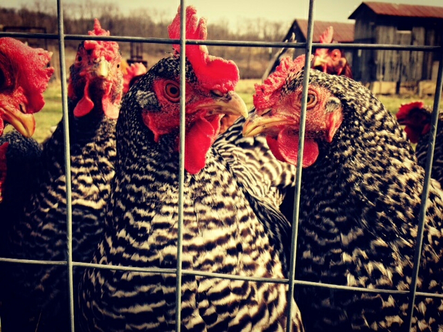 Hope Cunningham's Art & Photography