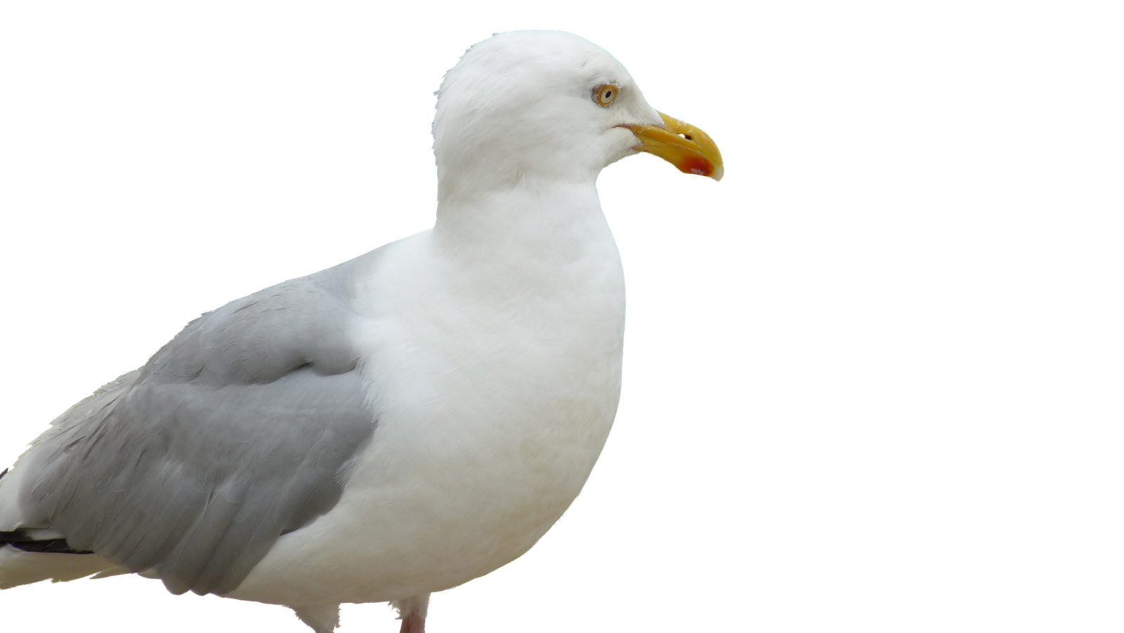 Wild life: Beautiful gull images | wild birds