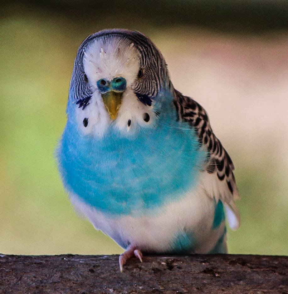 Ilmaisia kuvituskuvia: Undulaatti