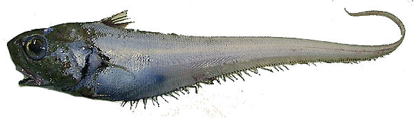 Left Field Wander: What's In a Fish Name?