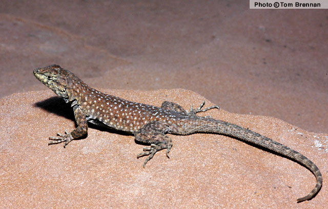 Annosue Blog: 16 Easy and Efficient Home Remedies to Get Rid of Lizards ...