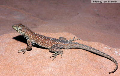 Annosue Blog: 16 Easy and Efficient Home Remedies to Get Rid of Lizards ...
