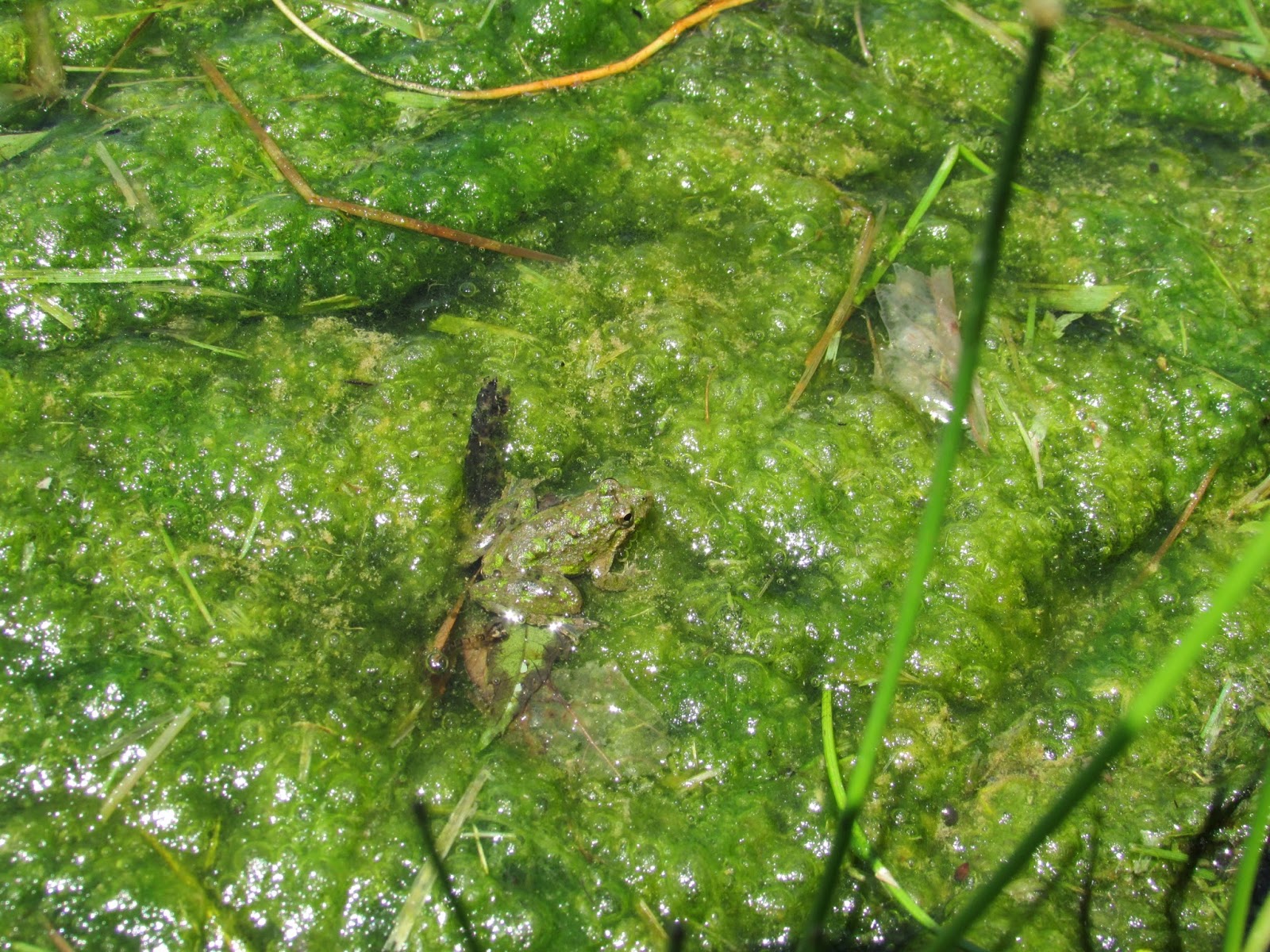 Murray & Candace's Adventures: Pond creatures...