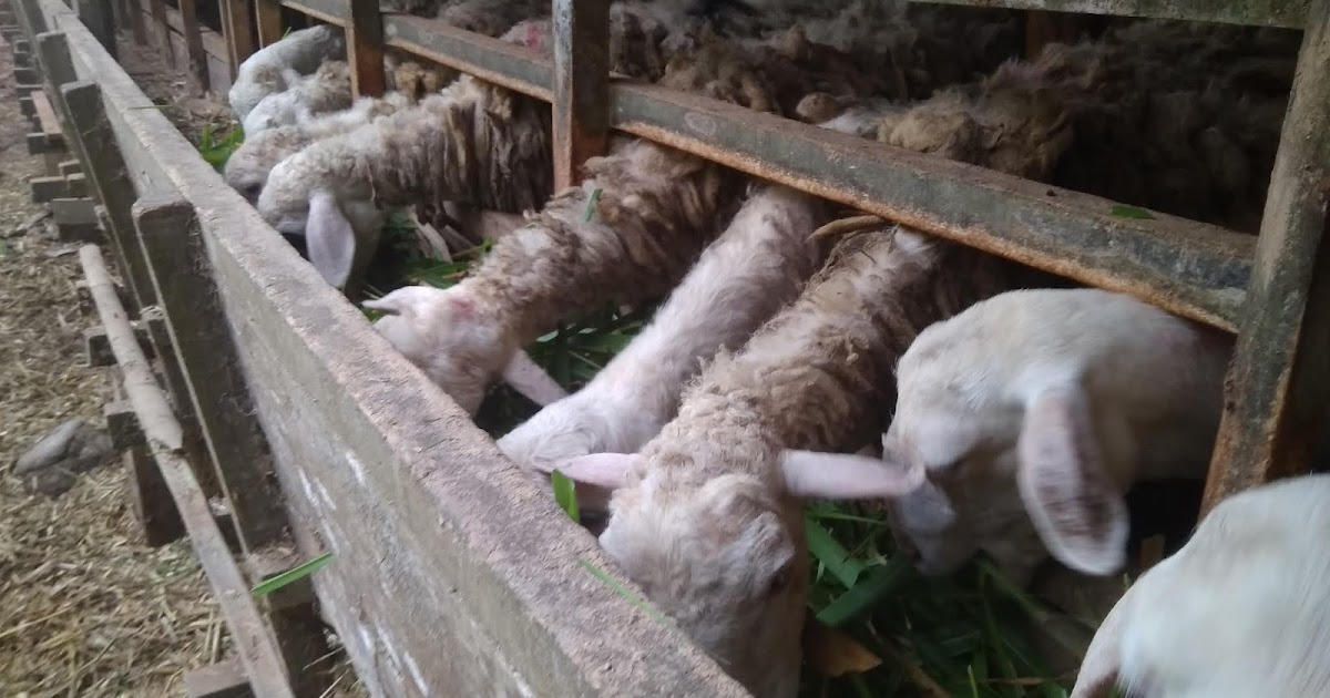 Pemberian Pakan ternak domba yang Terbaik untu penggemukan - Elinotes ...