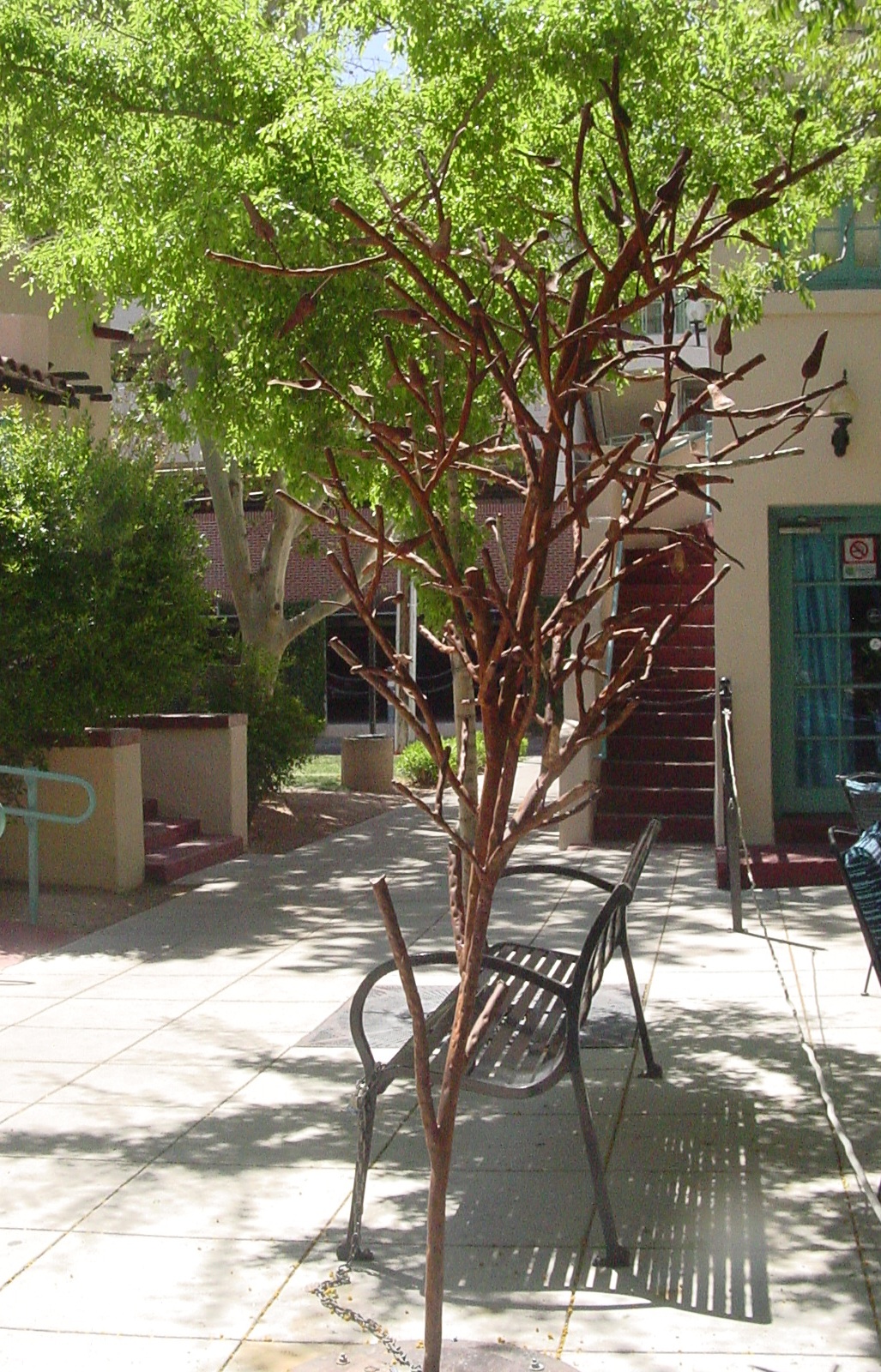 Tucson Daily Photo ~: Leaning trees