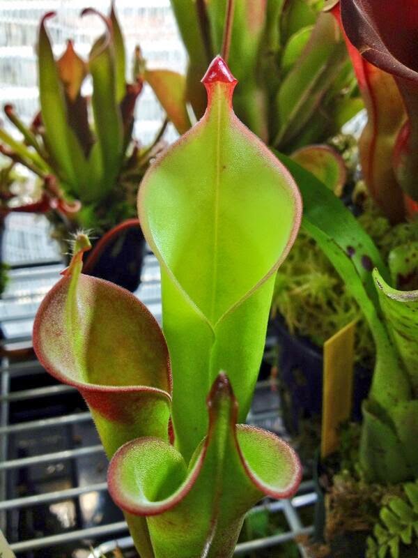 Heliamphora tatei var.tatei #1