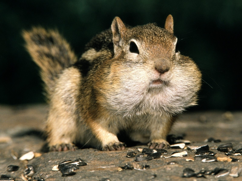 Latest Funny Pictures: Funny Chipmunk Photoes
