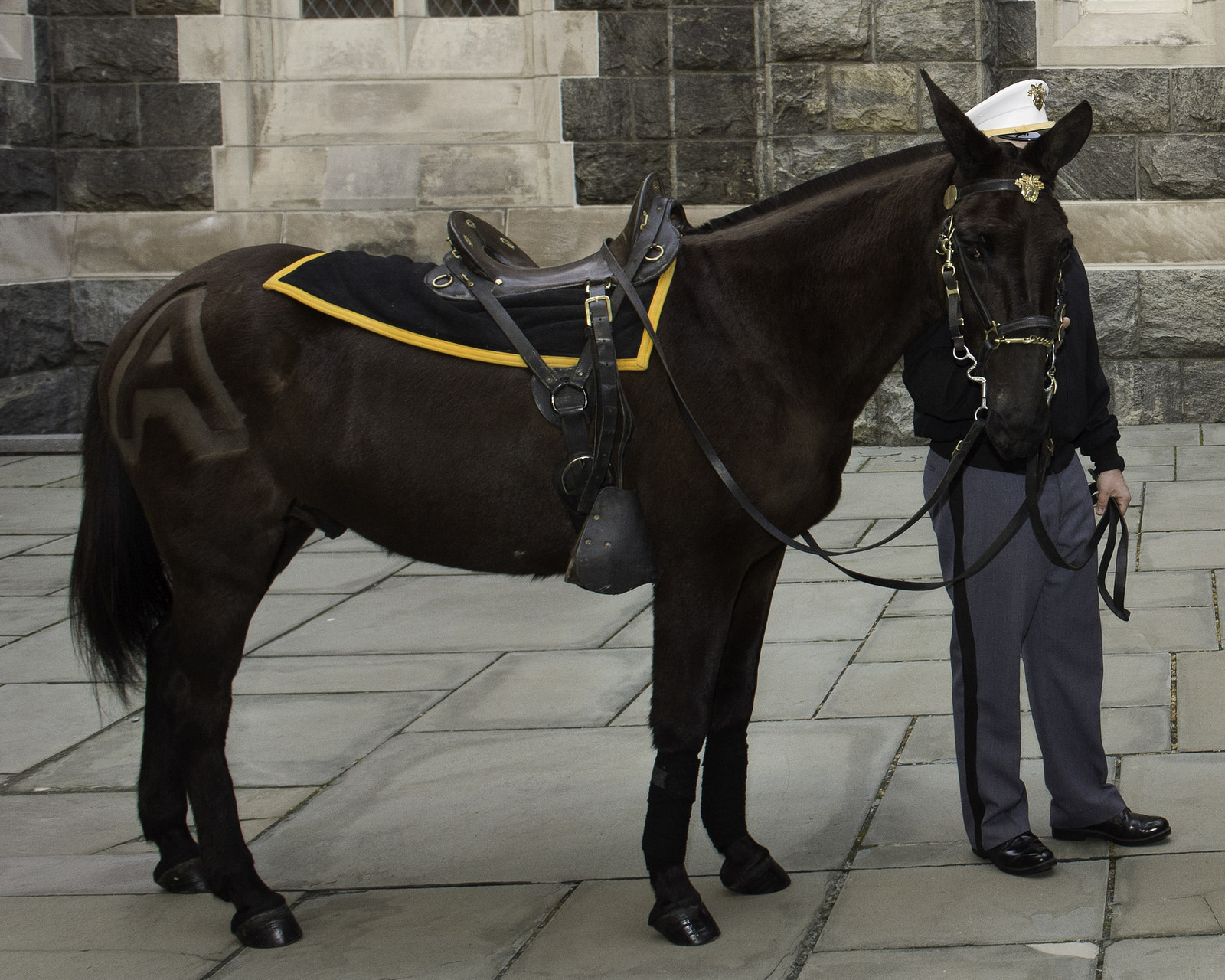 Horse Country Chic: Meet Palladin, The Newest West Point Mule