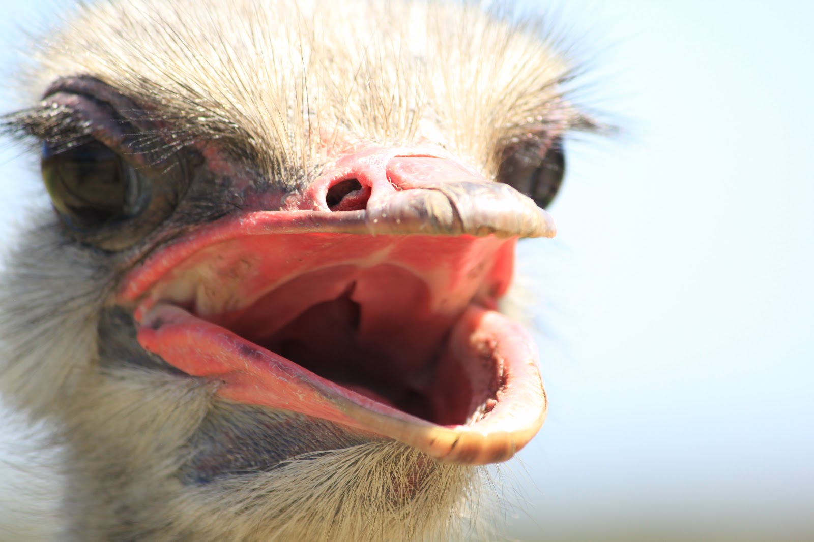 Fat and Happy Blog: A Journey to South Africa and African Bobotie