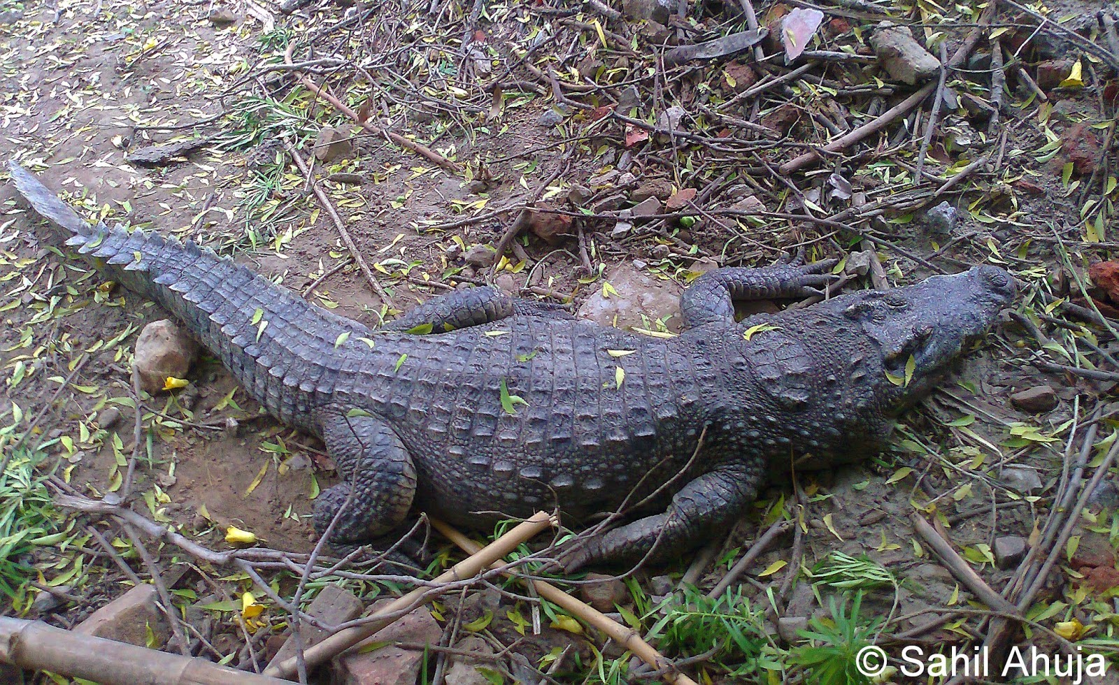 Pixelated Memories: National Zoological Park, New Delhi