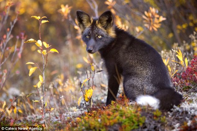 White Wolf : Extremely rare – and extremely curious: Photographer ...