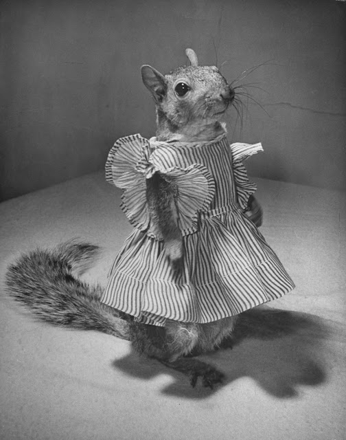 15 Interesting Vintage Portraits of Tommy Tucker, a Squirrel that ...