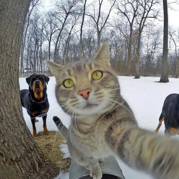 Populer 25 Gambar Lucu Kucing Selfie Paling Modern Dan Nyaman, Gambar Lucu