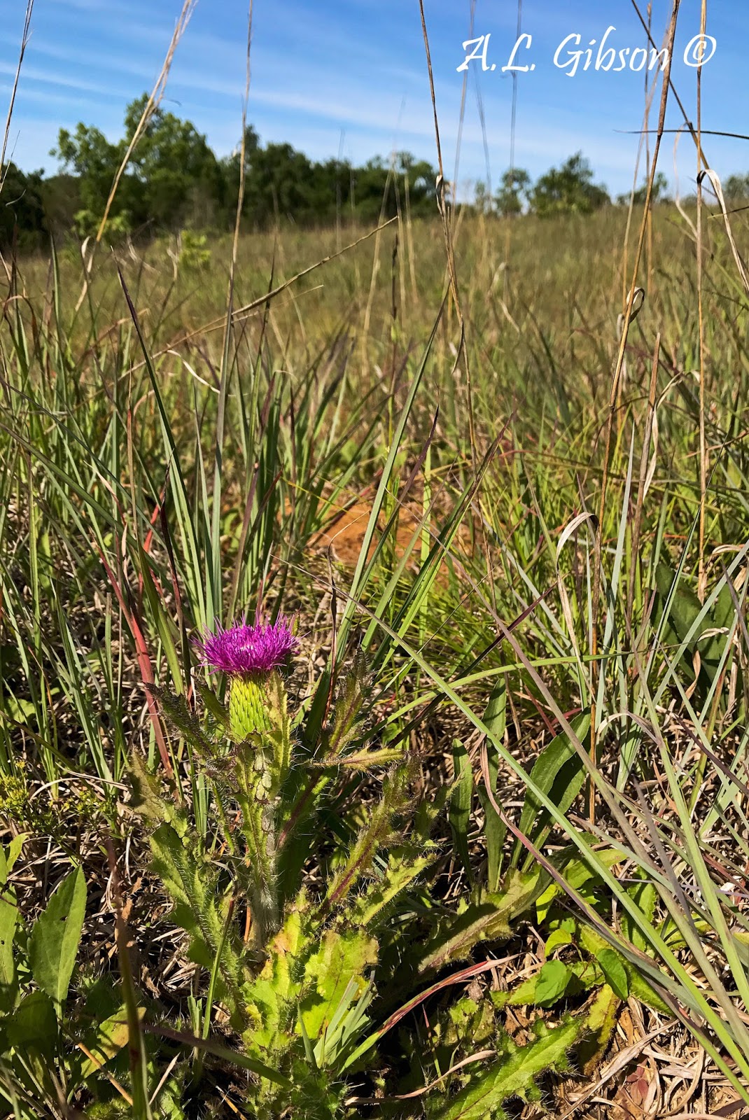The Buckeye Botanist: 2018